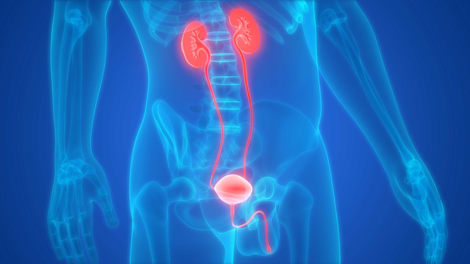 Bladder Cancer Symptoms: Its Diagnosis and Treatment - Baggout